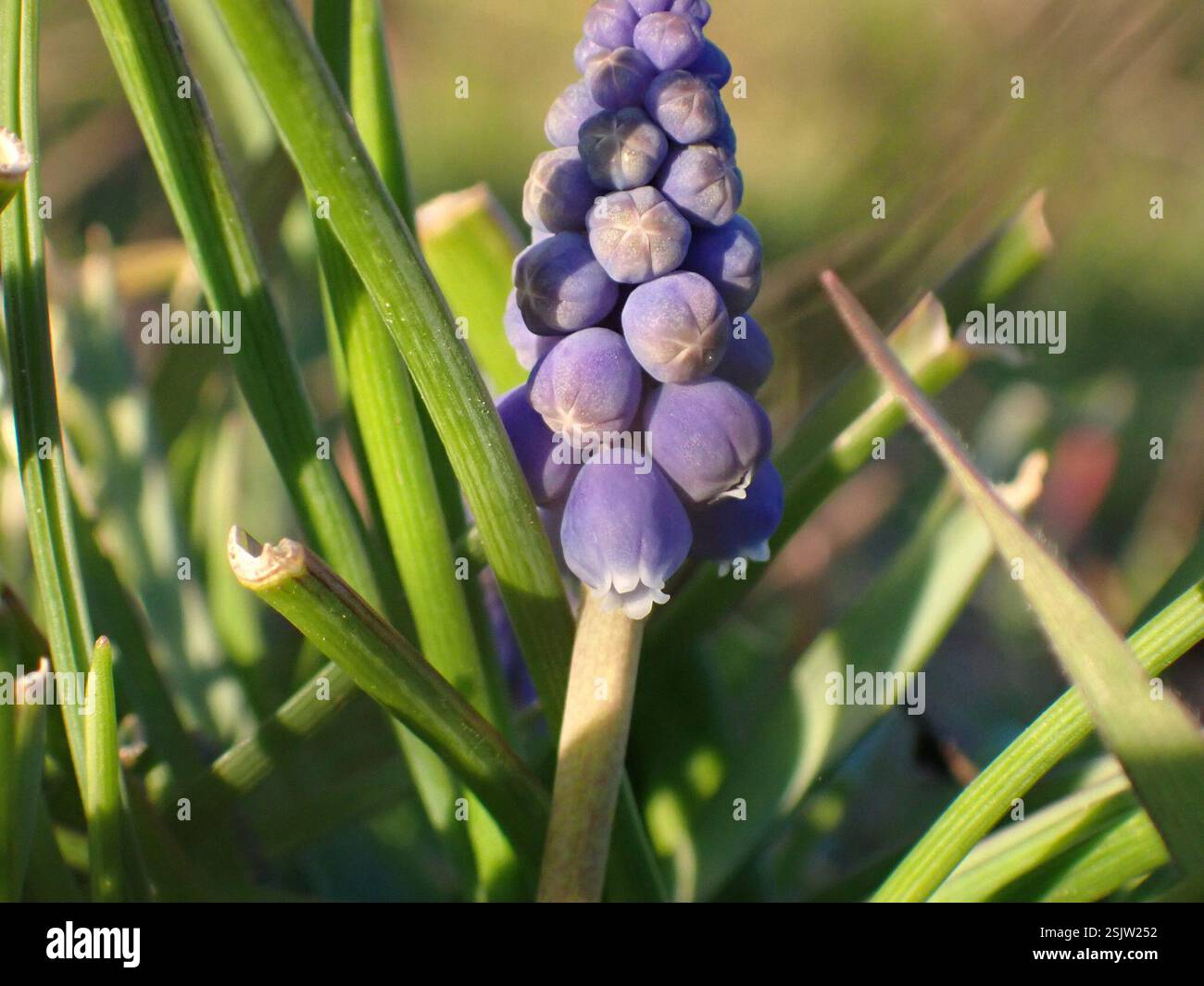 Grape hyacinths (Muscari), Plantae, Fairfield, Victoria, BC, Canada ...