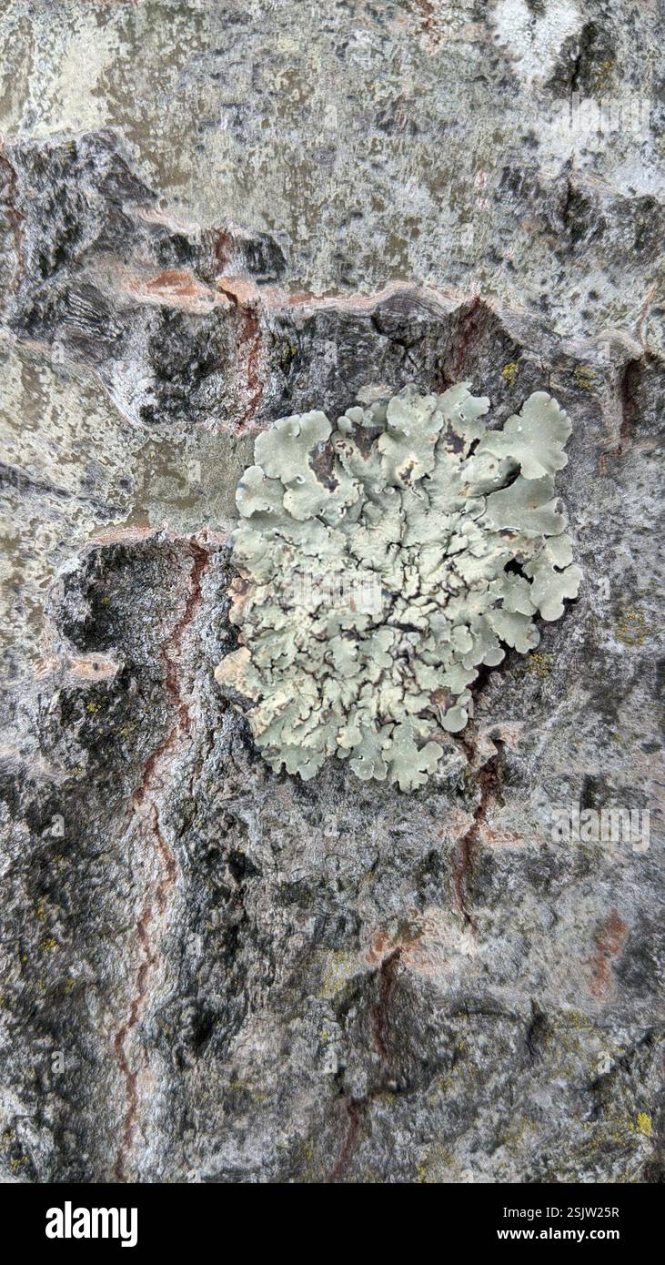common greenshield lichen (Flavoparmelia caperata), Fungi, Marathon ...