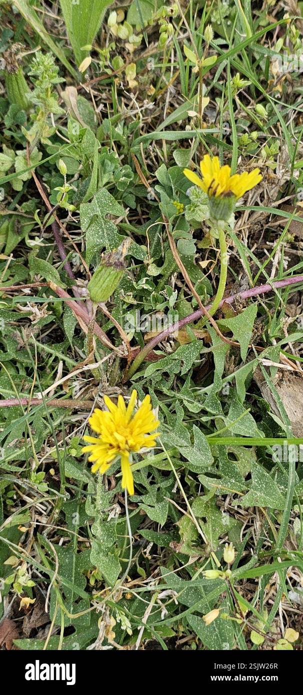 hop trefoil (Trifolium campestre), Plantae, Pooler, GA, USA Stock Photo ...