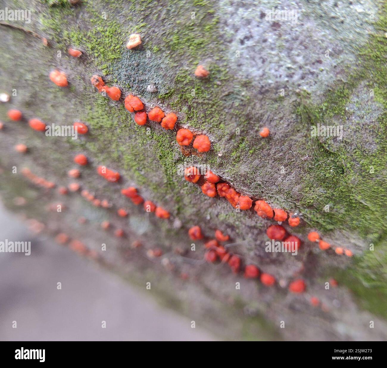 (Nectriaceae), Fungi, Dąbrowa, Gdynia, Polska, on Fagus sp Stock Photo ...