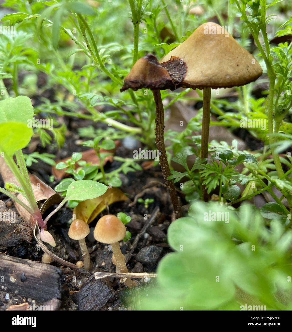 common conecap (Conocybe tenera), Fungi, Regent St, Los Angeles, CA, US ...