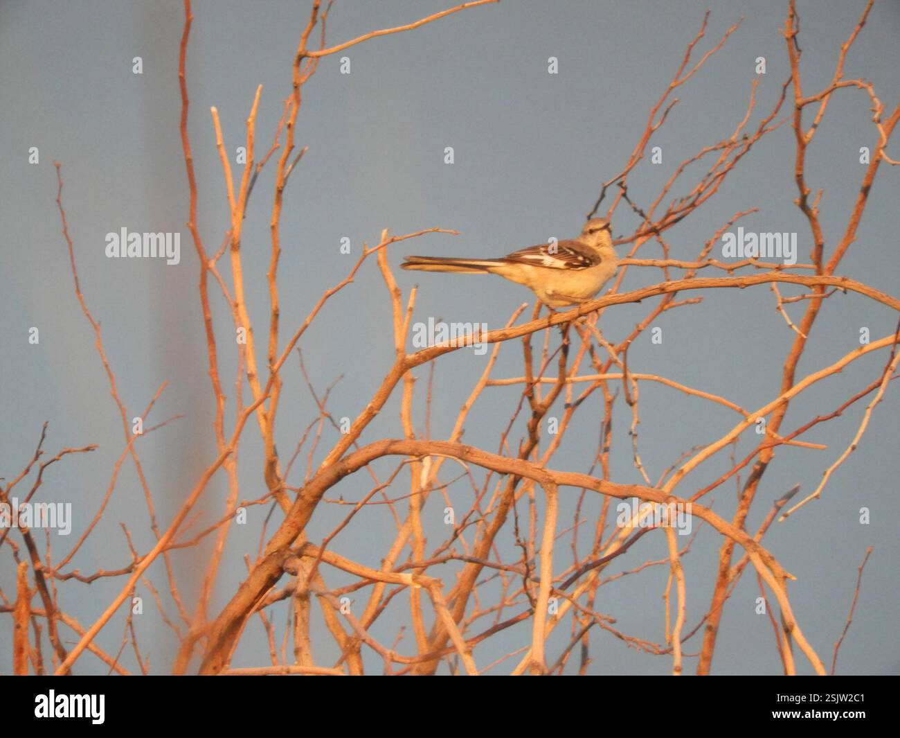Northern Mockingbird (Mimus polyglottos), Aves, Palm Desert, CA, USA ...