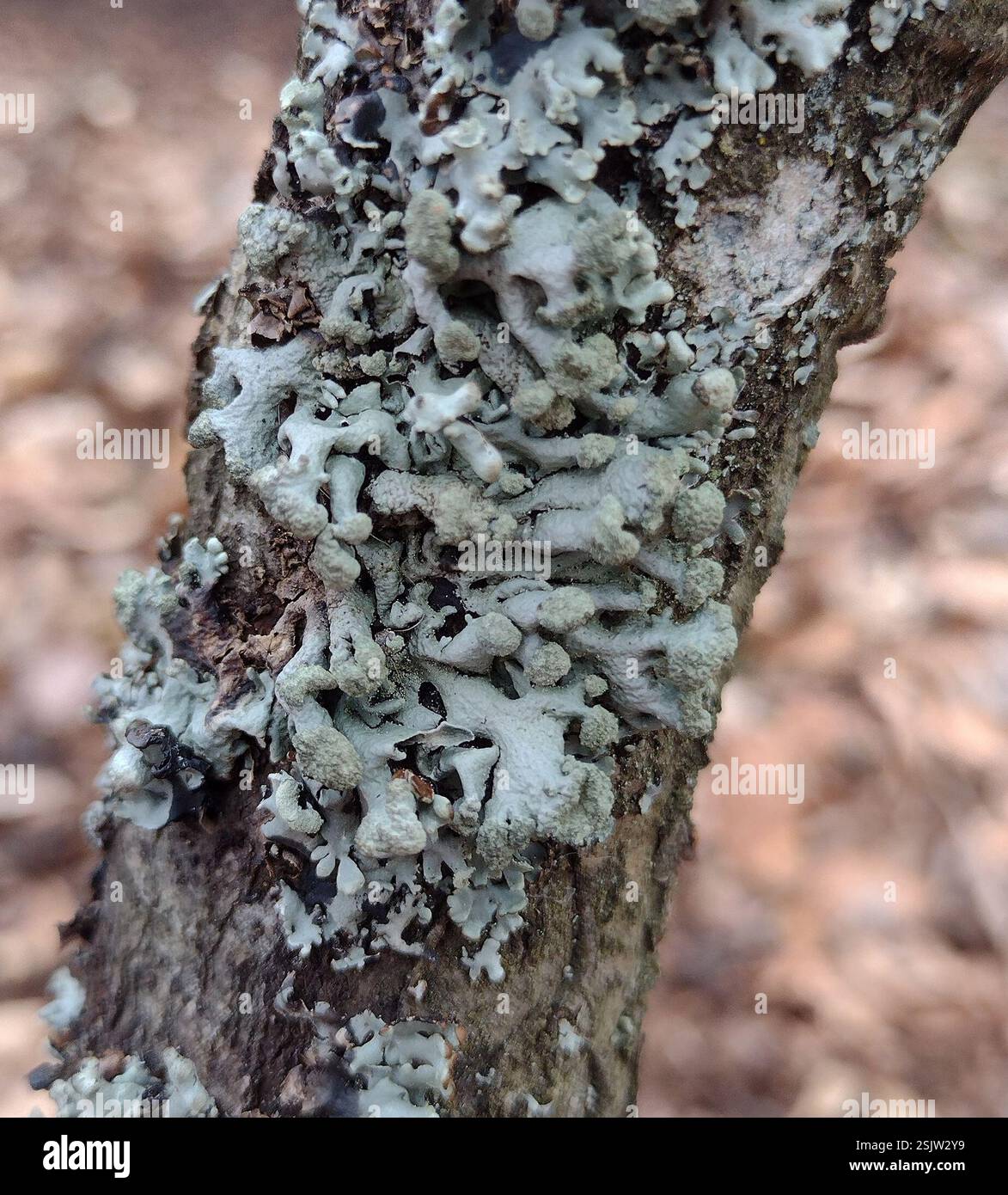 Powder-headed Tube Lichen (Hypogymnia tubulosa), Fungi, Rumia, Polska ...