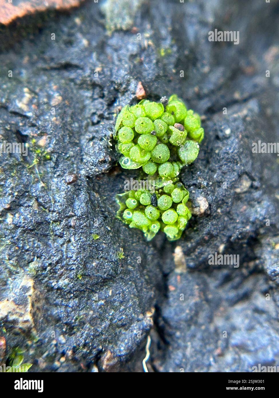 Bottle Liverworts (Sphaerocarpos), Plantae, Monaña de Oro State Park ...