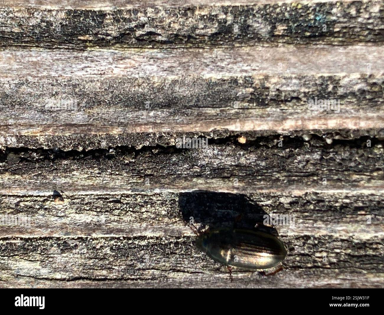 Sun Beetles (Amara), Insecta, 43rd Ave W, Seattle, WA, US Stock Photo ...