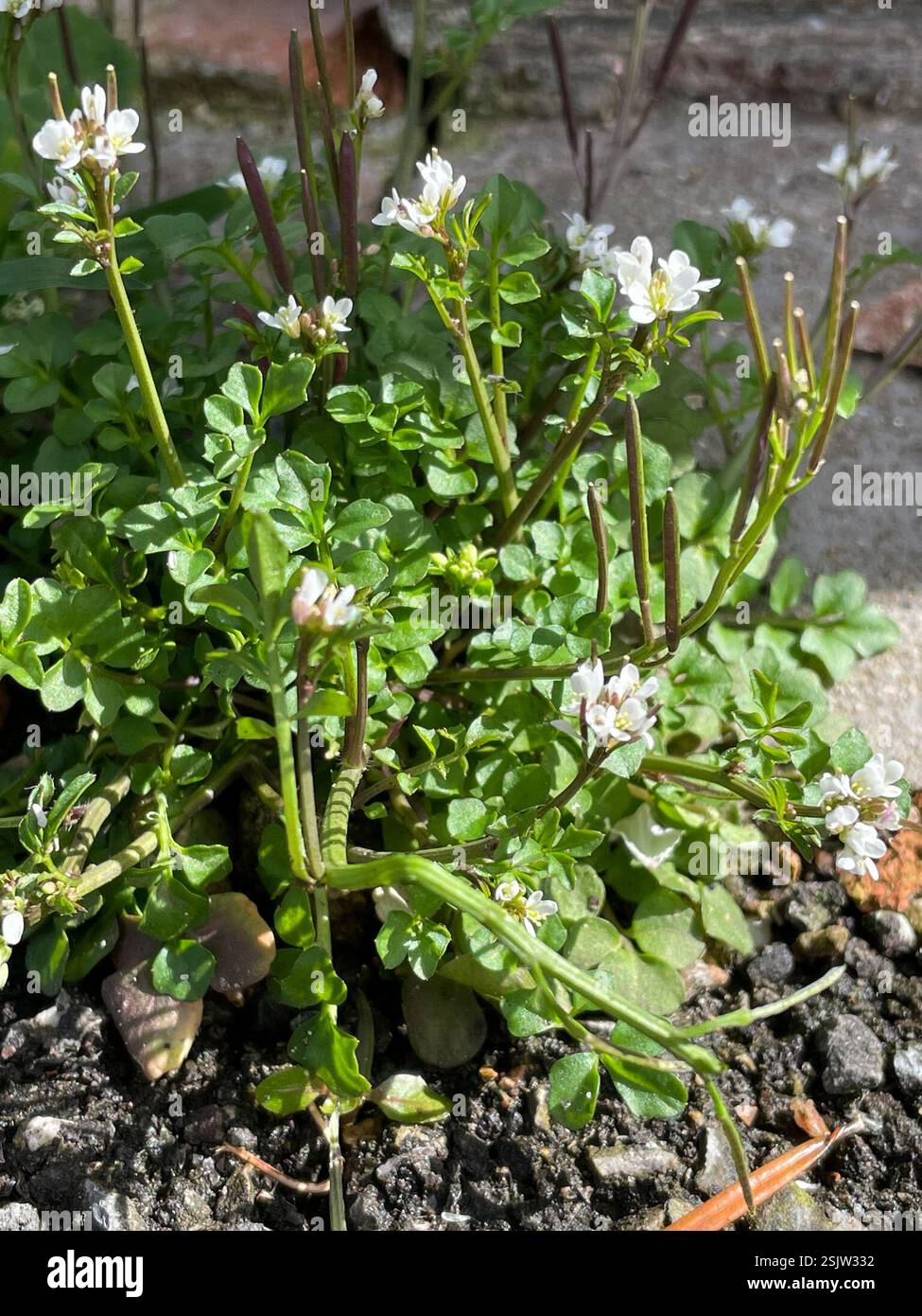 hairy bittercress (Cardamine hirsuta), Plantae, Victoria Road, Barnet ...