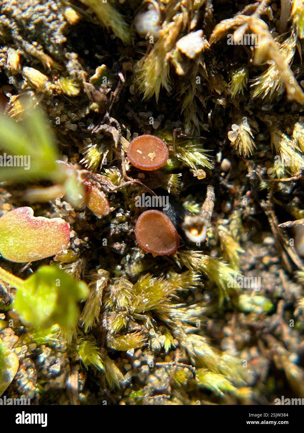 Operculate Ascomycetes (Pezizomycetes), Fungi, Monaña de Oro State Park ...