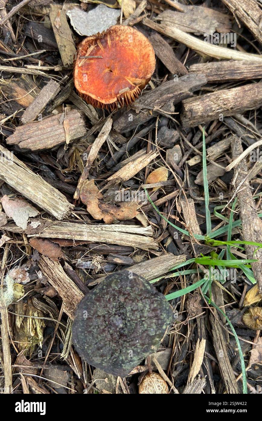 Chip Cherries (Leratiomyces ceres), Fungi, Central Park at Playa Vista, Los Angeles, CA, US ...