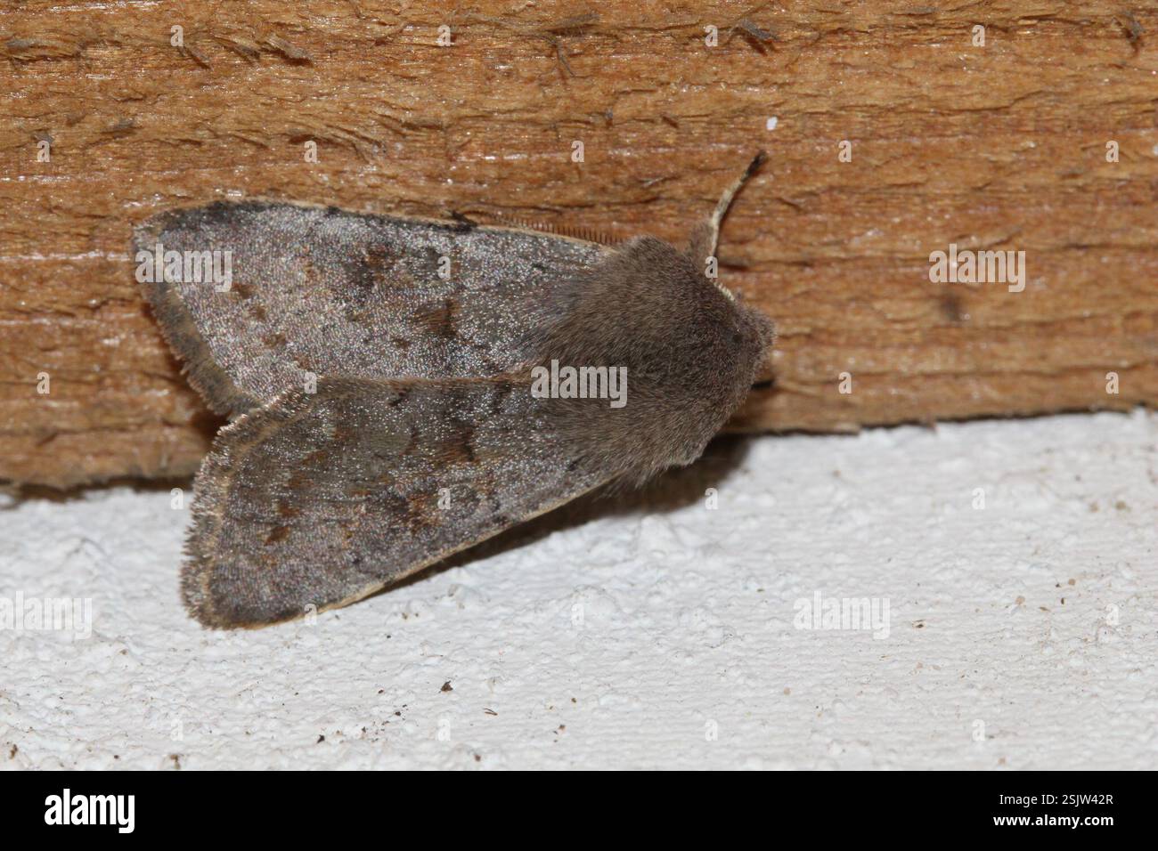 Lead-coloured Drab (Orthosia populeti), Insecta, 8400 Ebeltoft, Danmark ...