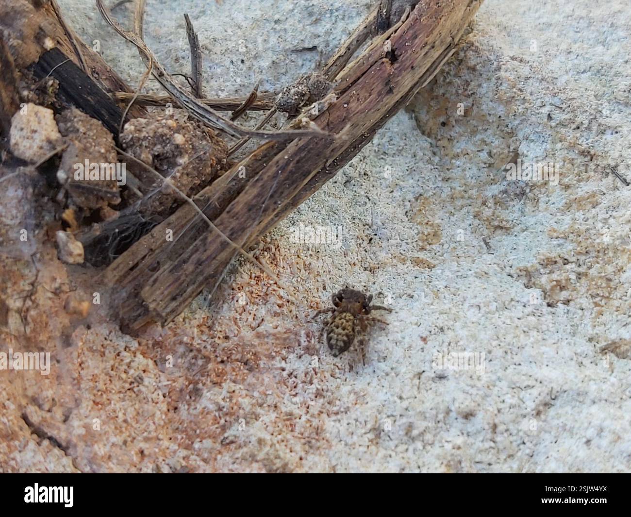 Algerian Jumping Spider (Cyrba algerina), Arachnida, Pembrukas, Malta ...
