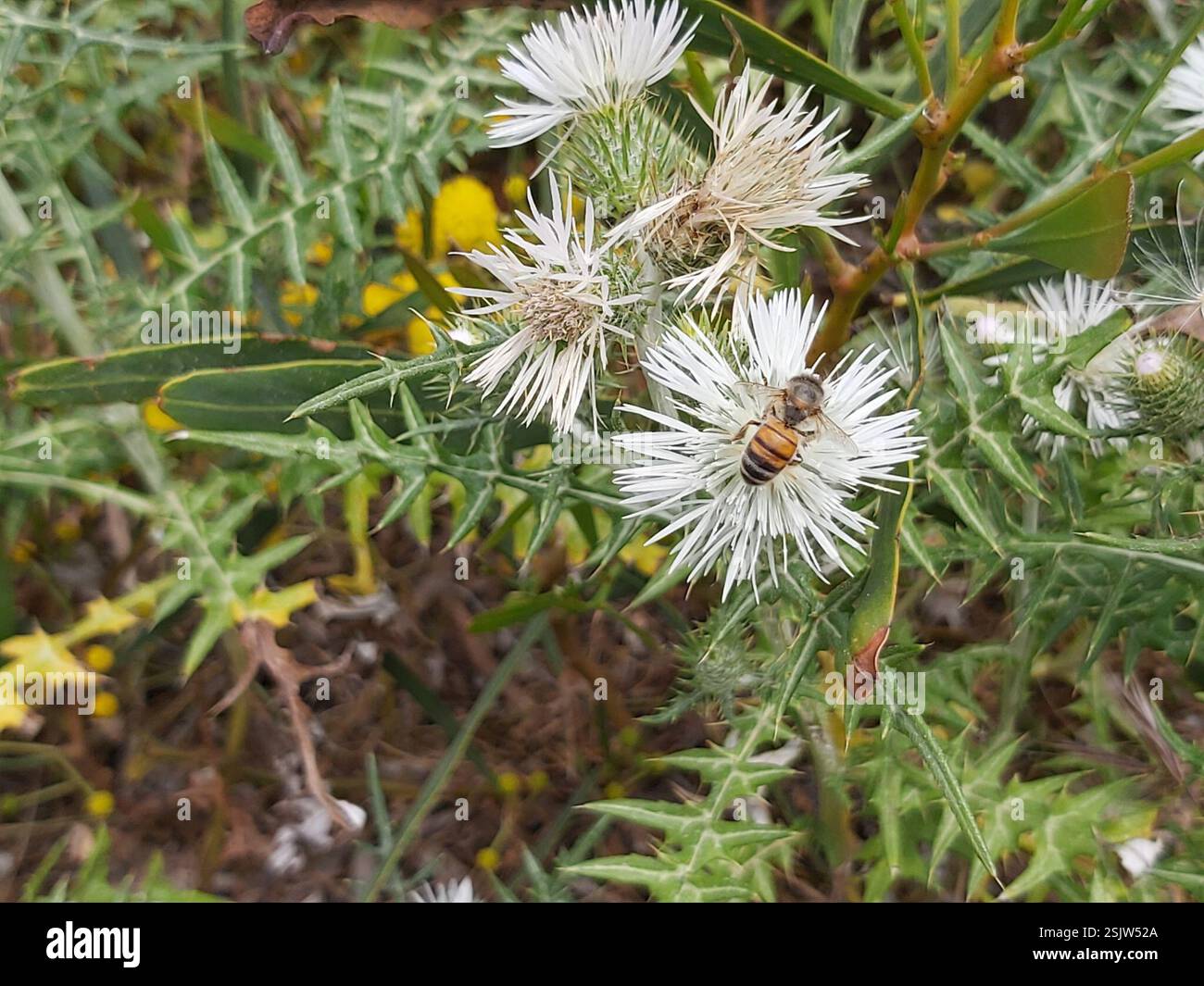 Western Honey Bee (Apis mellifera), Insecta, X9W7+6QG, Mellieħa, Malta ...