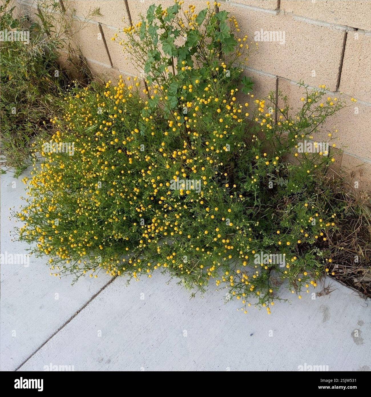 Oncosiphon piluliferum hi-res stock photography and images - Alamy