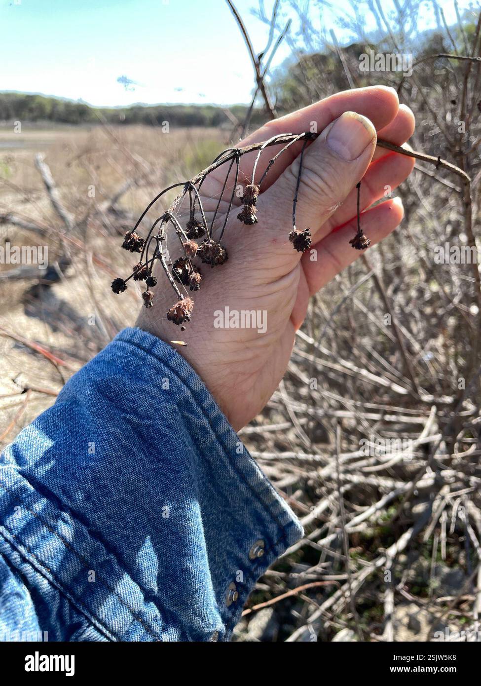 buttonbush (Cephalanthus occidentalis), Plantae, Belton Lake, Moody, TX ...