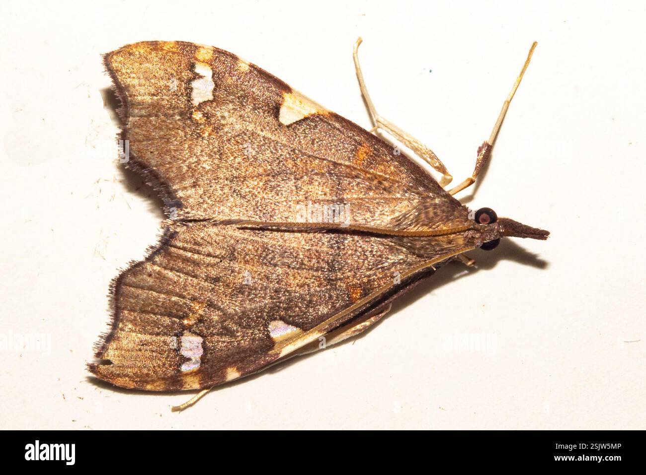 Clematis triangle (Deana hybreasalis), Insecta, St Bathans, New Zealand ...