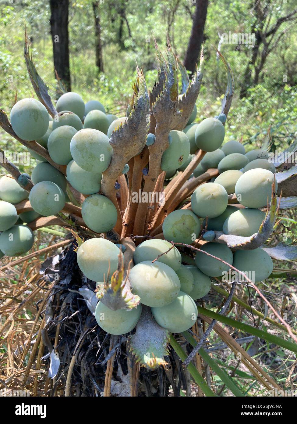 (Cycas megacarpa), Plantae, Queensland, AU Stock Photo - Alamy