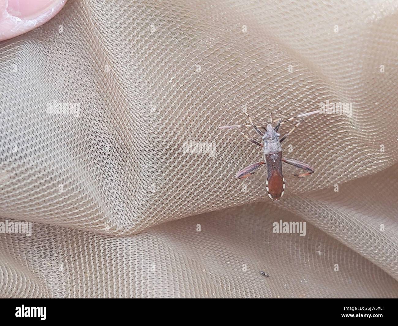 (Camptopus lateralis), Insecta, Riserva, Mellieħa, Malta Stock Photo ...