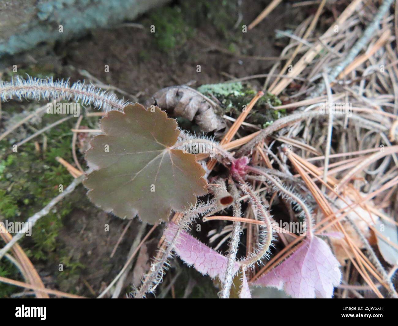 prairie alumroot (Heuchera richardsonii), Plantae, Devil's Lake State ...