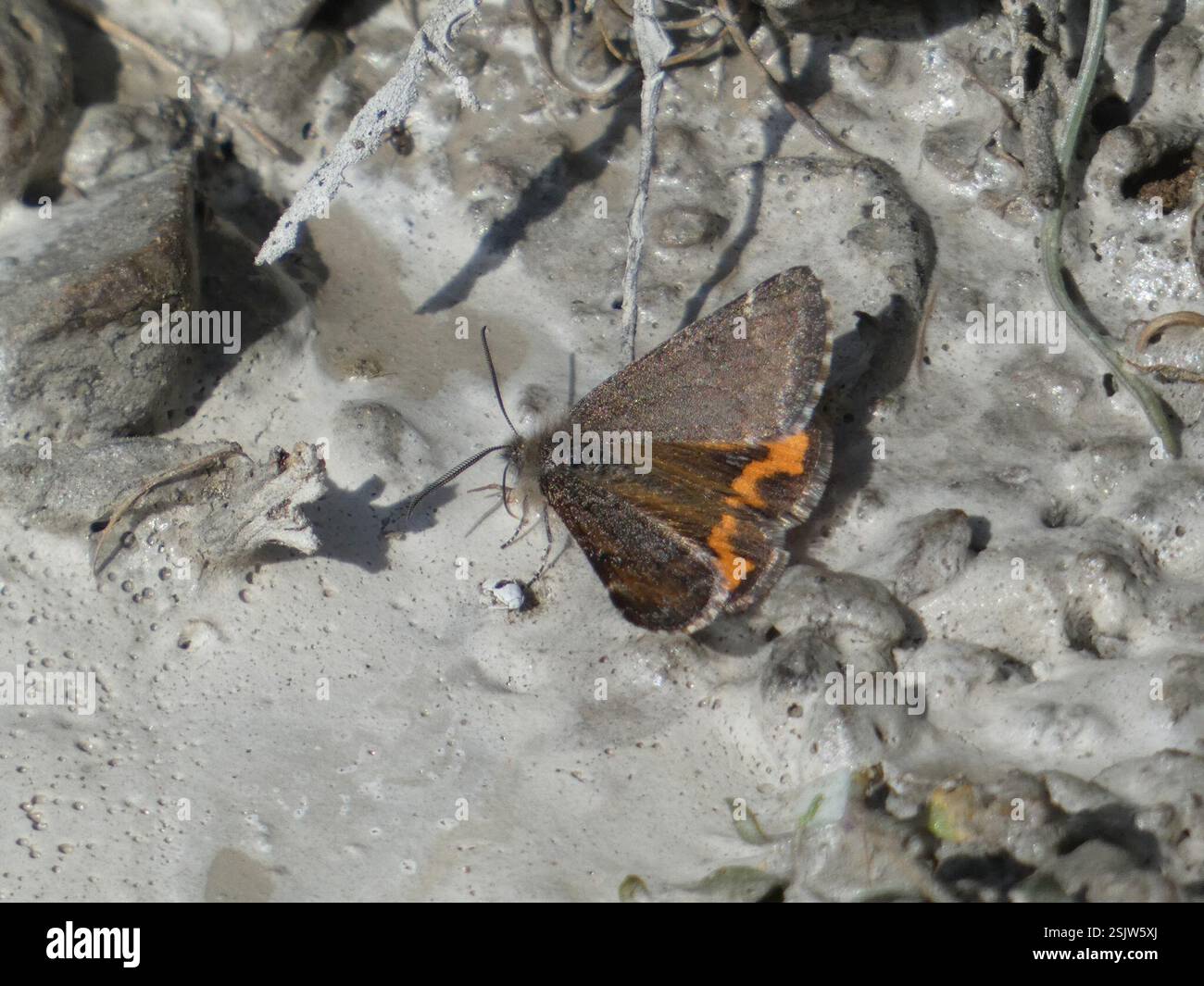 Light Orange Underwing (Boudinotiana notha), Insecta, 23010 Buglio In ...