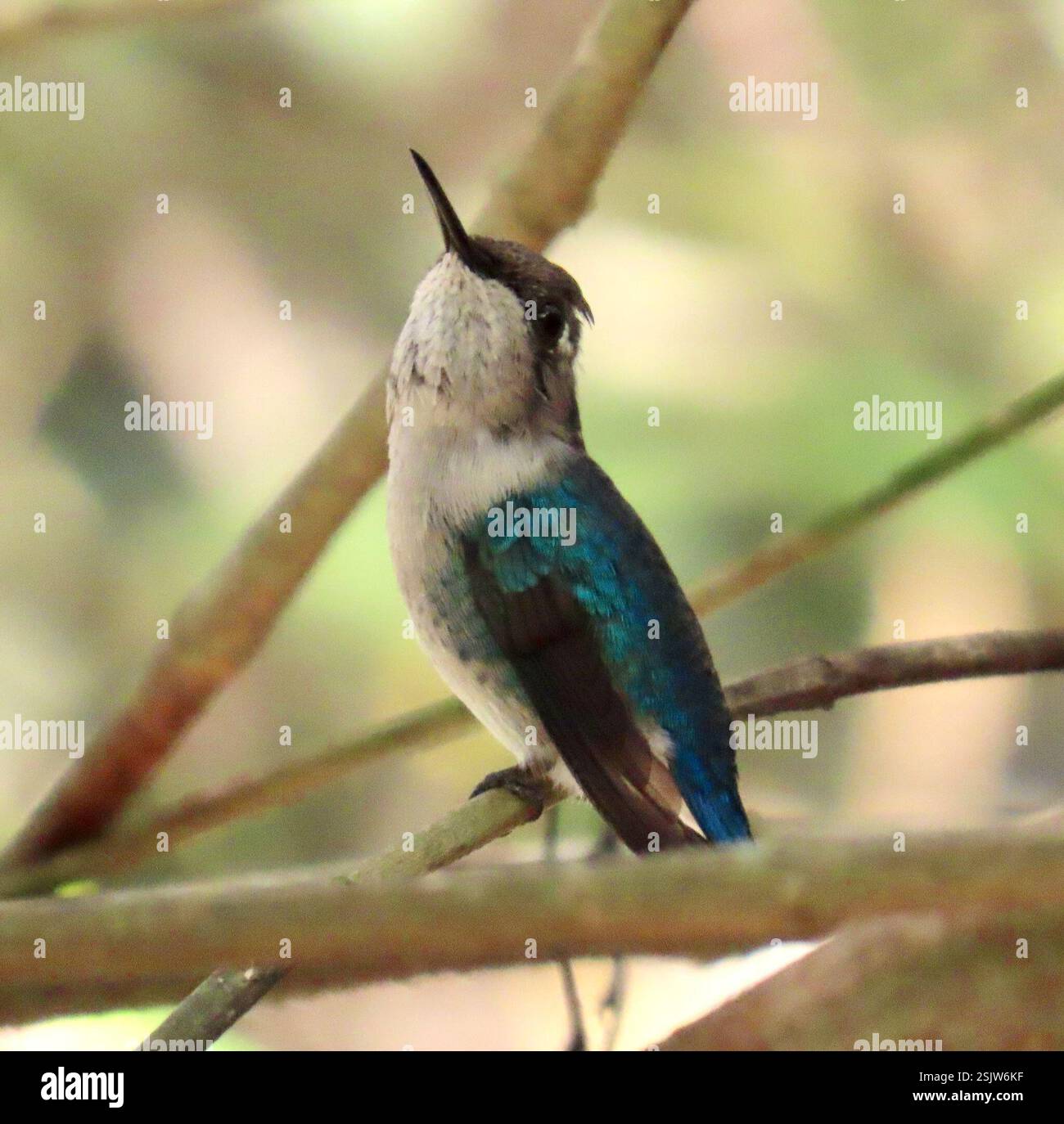 Bee Hummingbird (Mellisuga helenae), Aves, Ciénaga de Zapata, CU-MA, CU ...