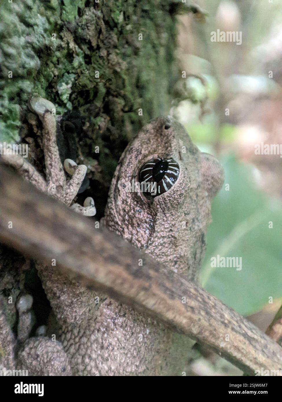 Cross-backed Bush Frog (Raorchestes signatus), Amphibia, Tamil Nadu, IN ...