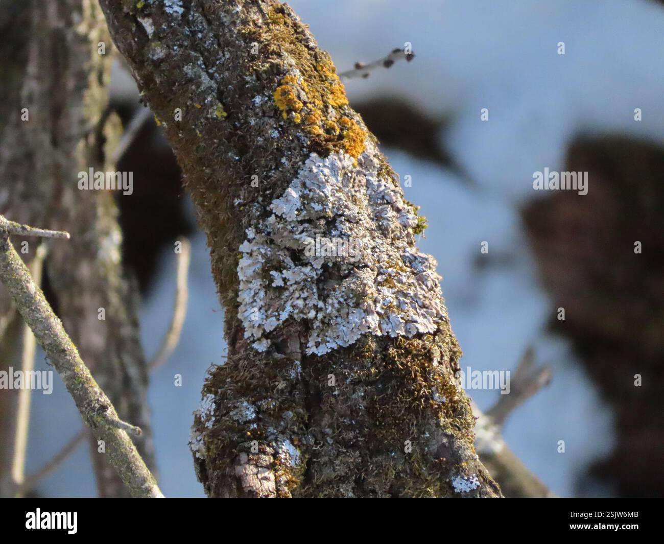 common lichens (Lecanoromycetes), Fungi, Dane, Wisconsin, United States ...