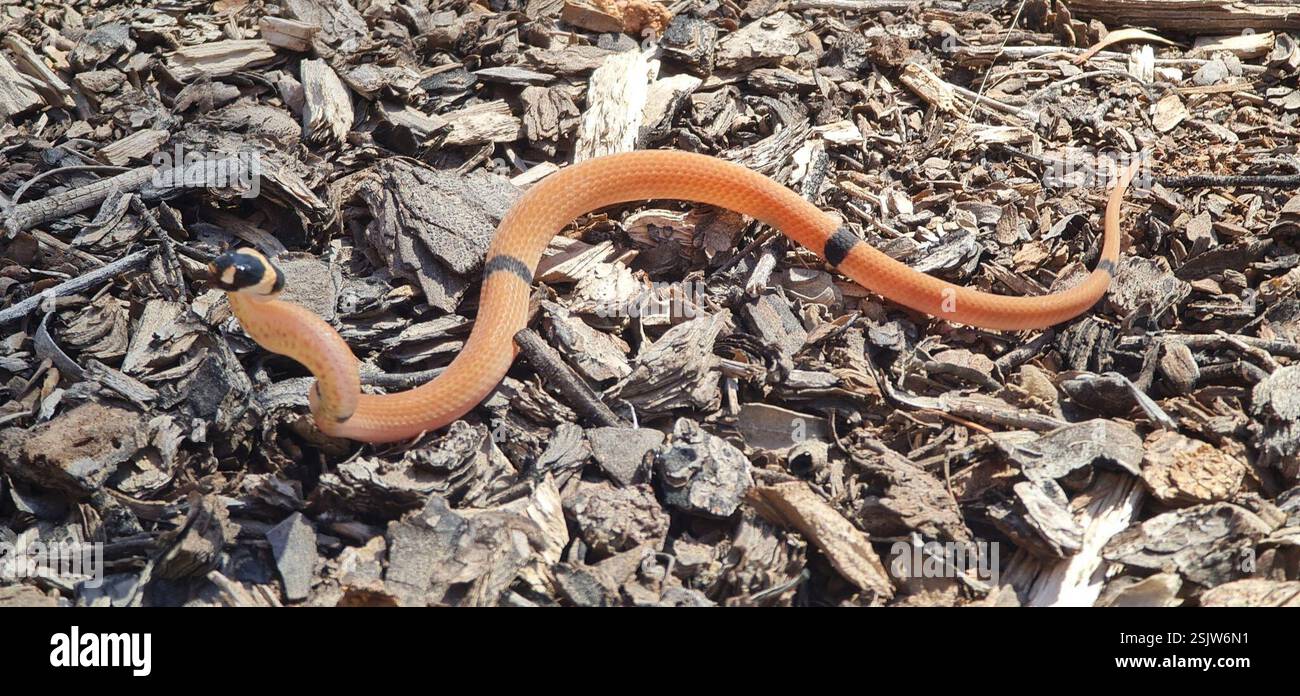 Ringed Brown Snake (Pseudonaja modesta), Reptilia, Arid Recovery Office ...