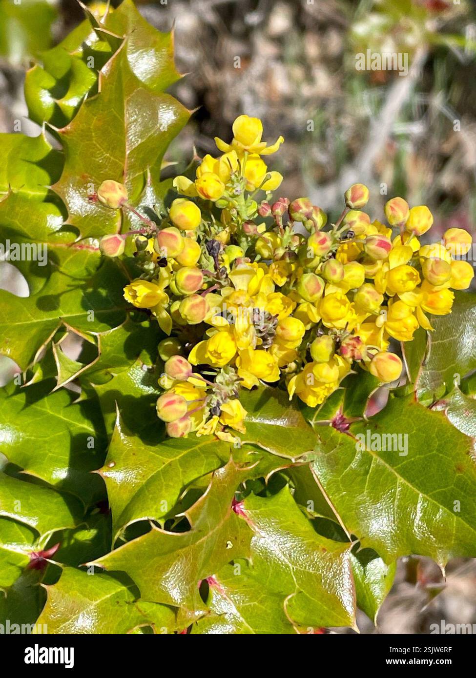 Leaves resemble holly hi-res stock photography and images - Alamy
