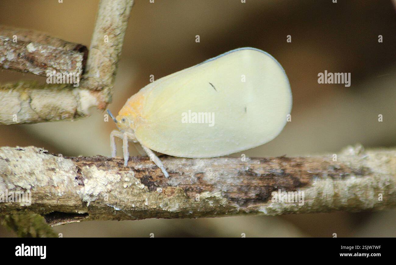 (Flatida viridula), Insecta, Mysore Division, Karnataka, India Stock ...
