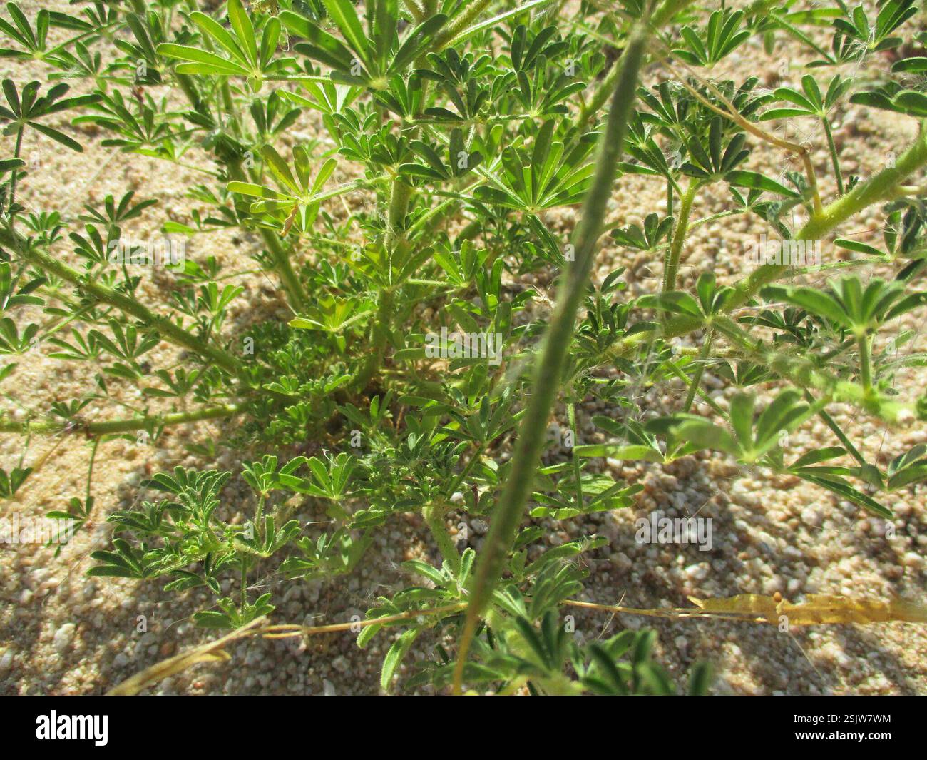 Elegant Spindlepod (Cleome elegantissima), Plantae, Erongo Region ...