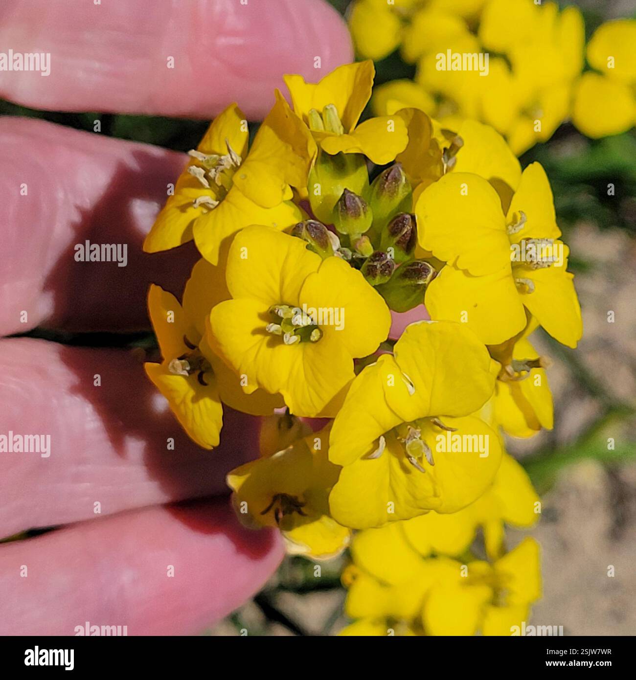 Sand-loving Wallflower (Erysimum ammophilum), Plantae, California, US ...
