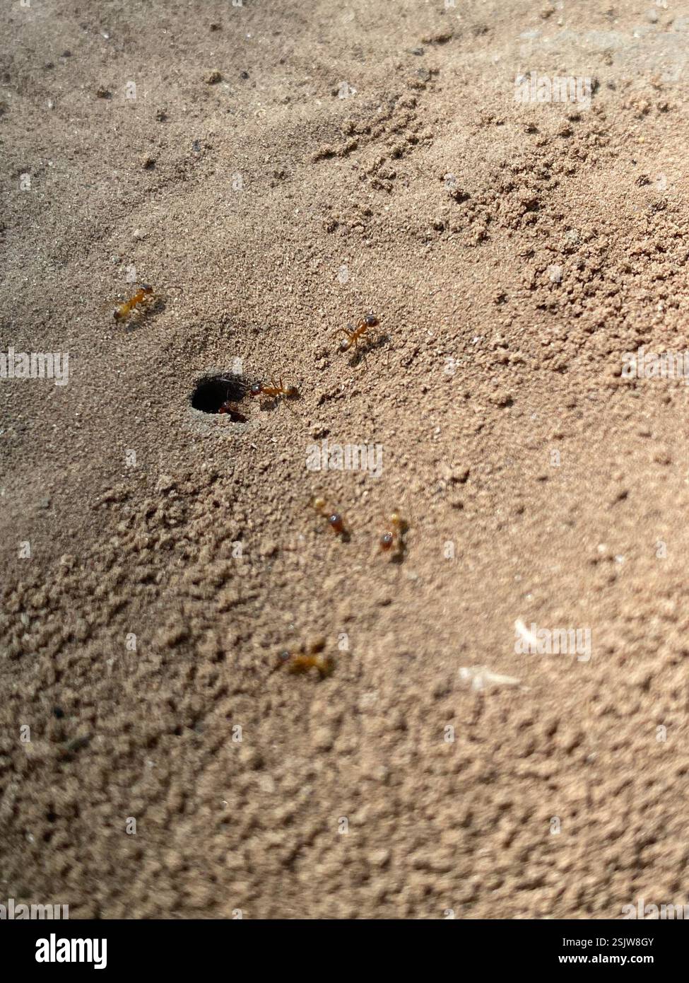 Yellow Pyramid Ant (Dorymyrmex flavus), Insecta, Roy G. Guerrero ...