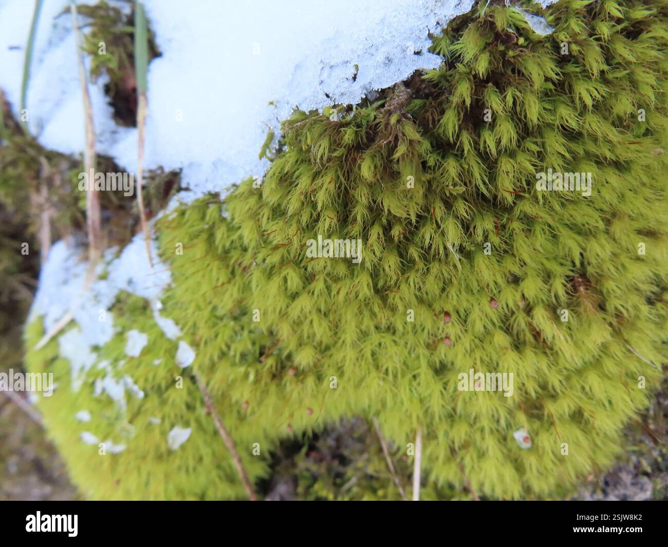 Common Apple-moss (Bartramia pomiformis), Plantae, Dane, Wisconsin ...