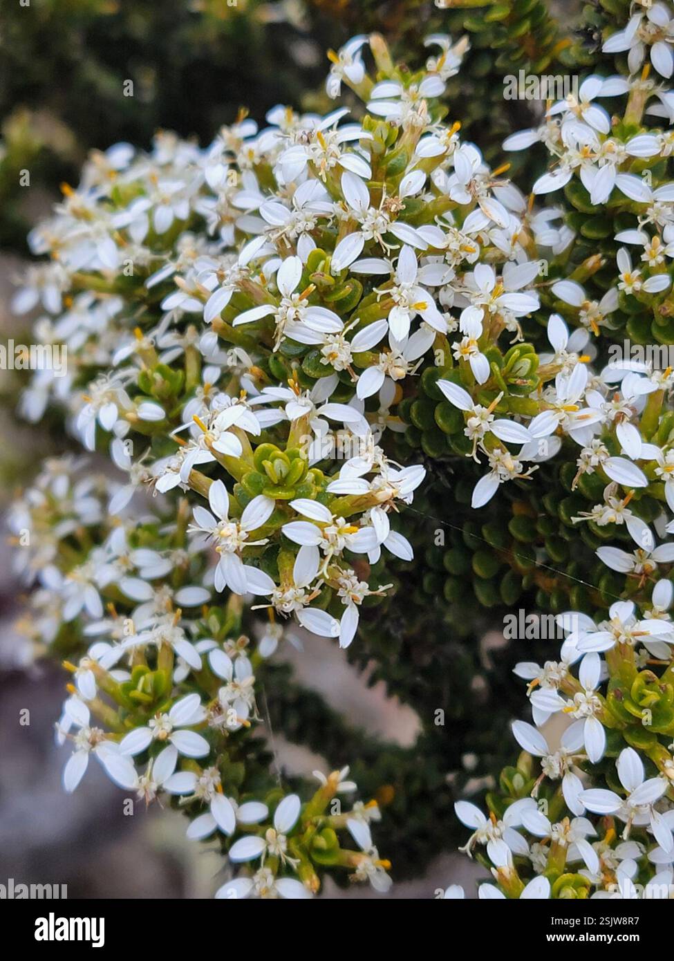 (Olearia nummulariifolia), Plantae, Ohakune 4691, New Zealand Stock ...