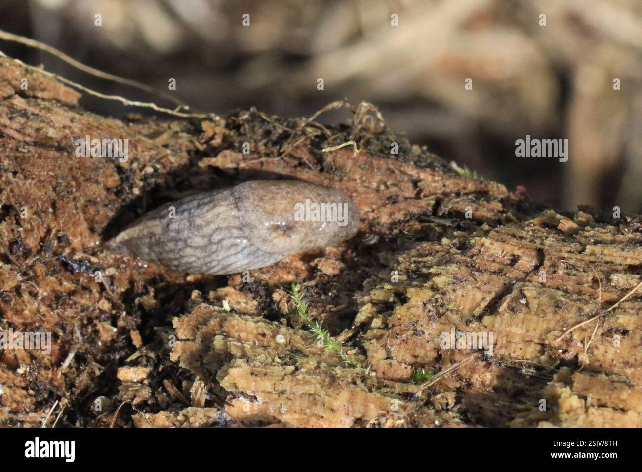Milky Slug (Deroceras reticulatum), Mollusca, Harlow, Eugene, OR, USA ...