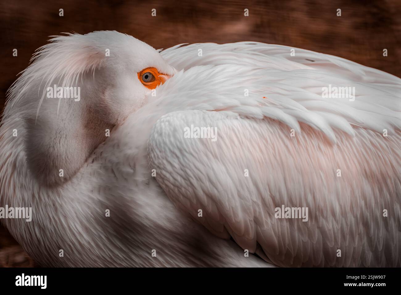 big white bird, large white bird with its head tucked under it's wings ...