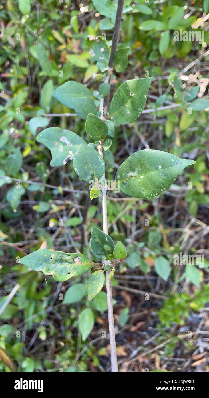 Native Bougainvillea (Pisonia aculeata), Plantae, Monroe County, Note ...