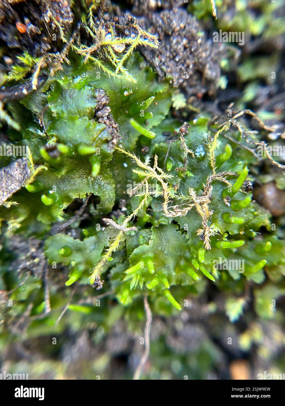 hornworts (Anthocerotophyta), Plantae, Monaña de Oro State Park, Los ...