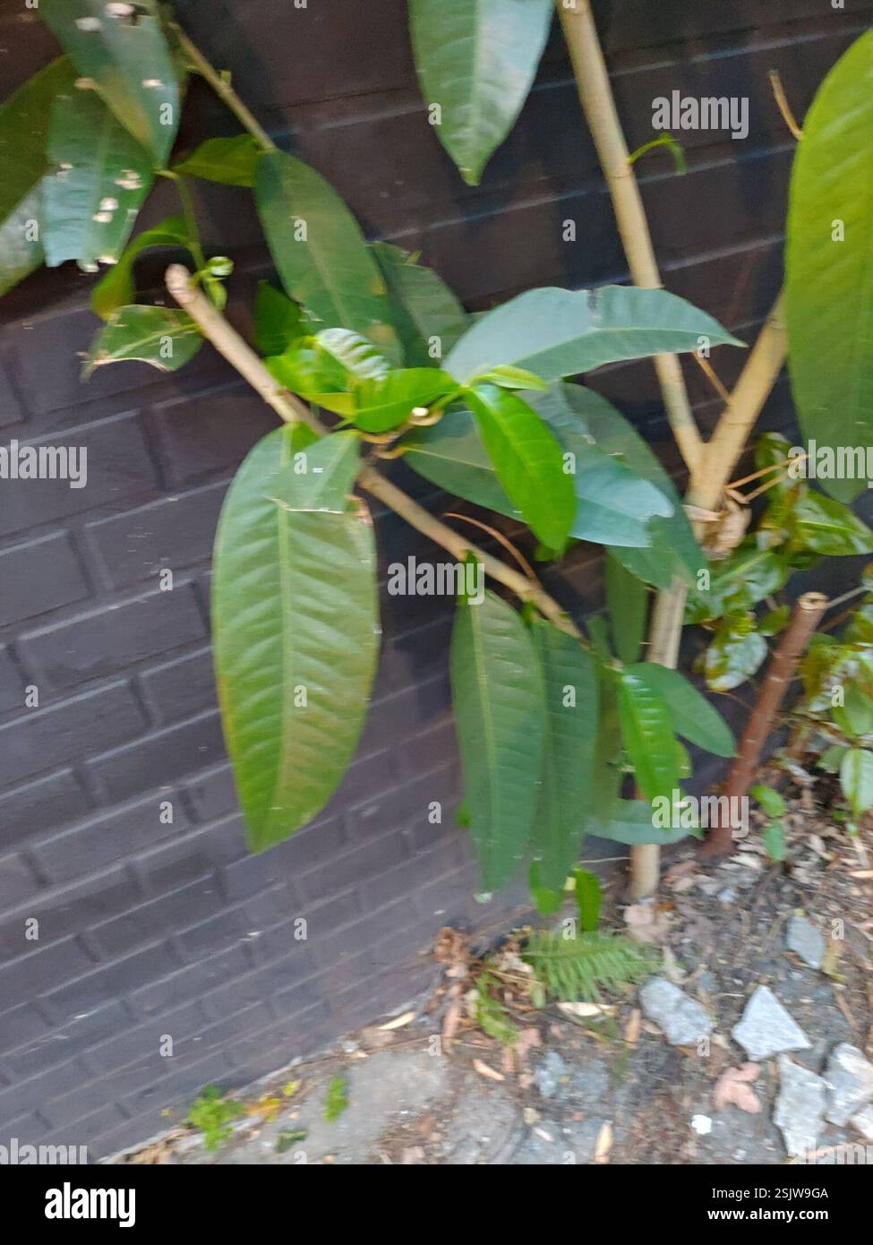 figwood (Ficus virgata), Plantae, 100, Taiwan, 台北市中正區梅花里 Stock Photo ...