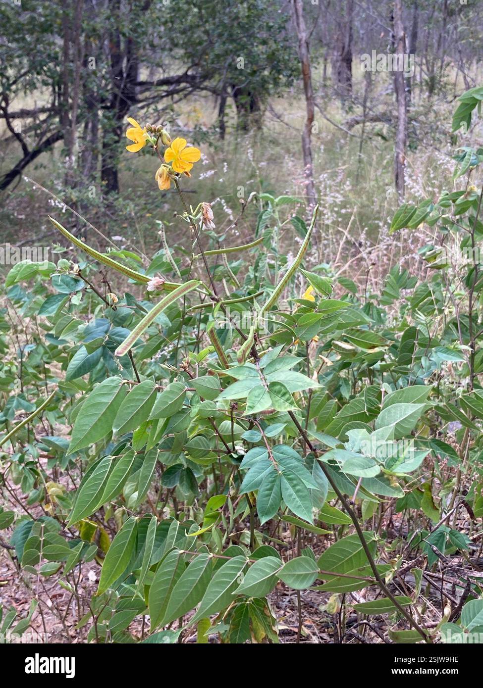 Coffee Senna (Senna occidentalis), Plantae, Duaringa, AU-QL, AU Stock ...