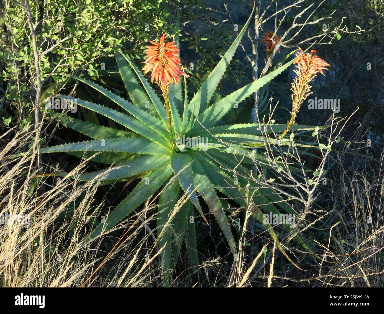 Candelabra Aloe (Aloe arborescens), Plantae, uMgungundlovu District ...