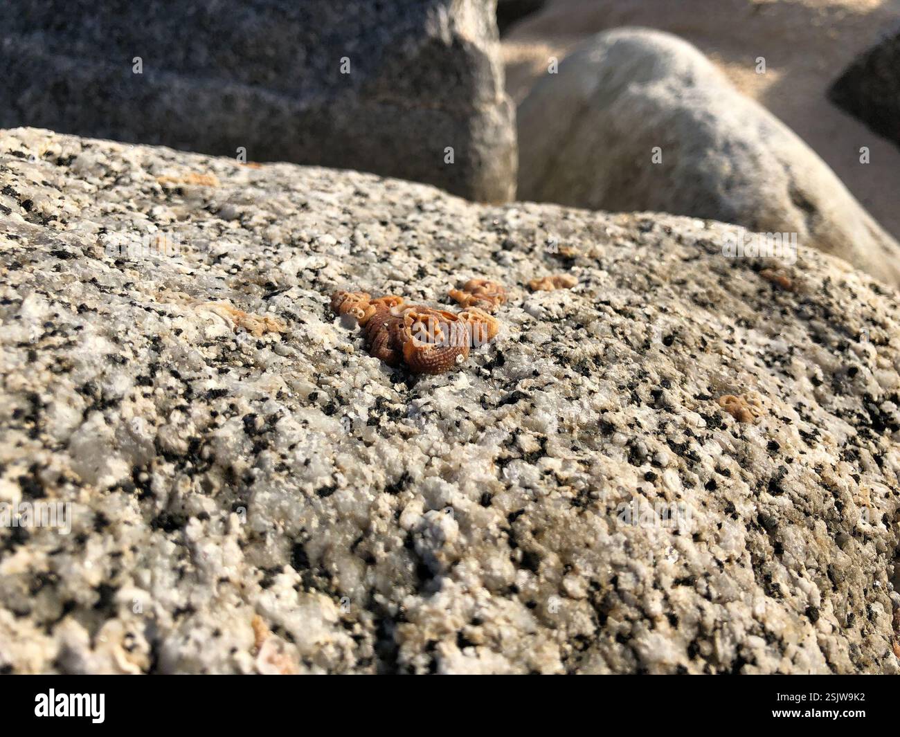 Scaled Worm Snail (Thylacodes squamigerus), Mollusca, Cabo San Lucas ...