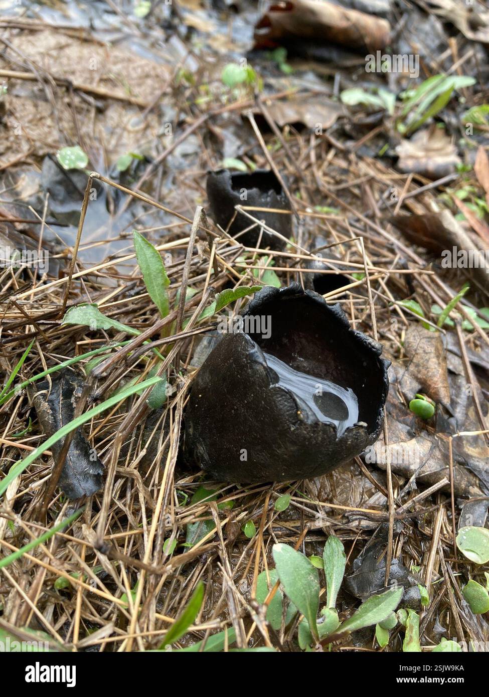 devil's urn (Urnula craterium), Fungi, Trafalgar, IN, US Stock Photo ...
