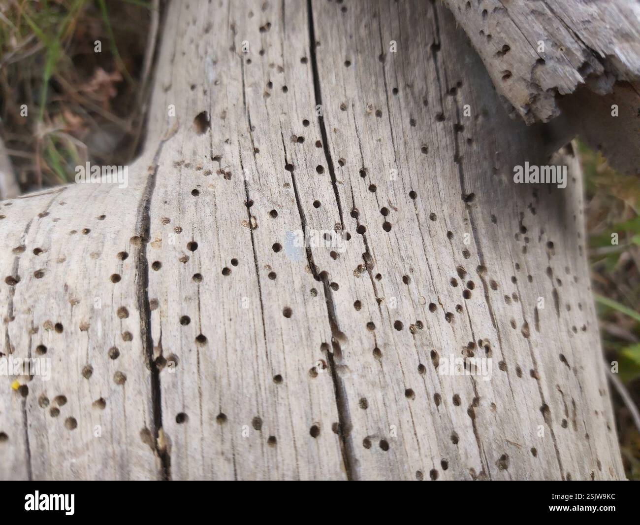 Beetles (Coleoptera), Insecta, W9WF+MH9 Miżieb Woodland Public Reserve ...