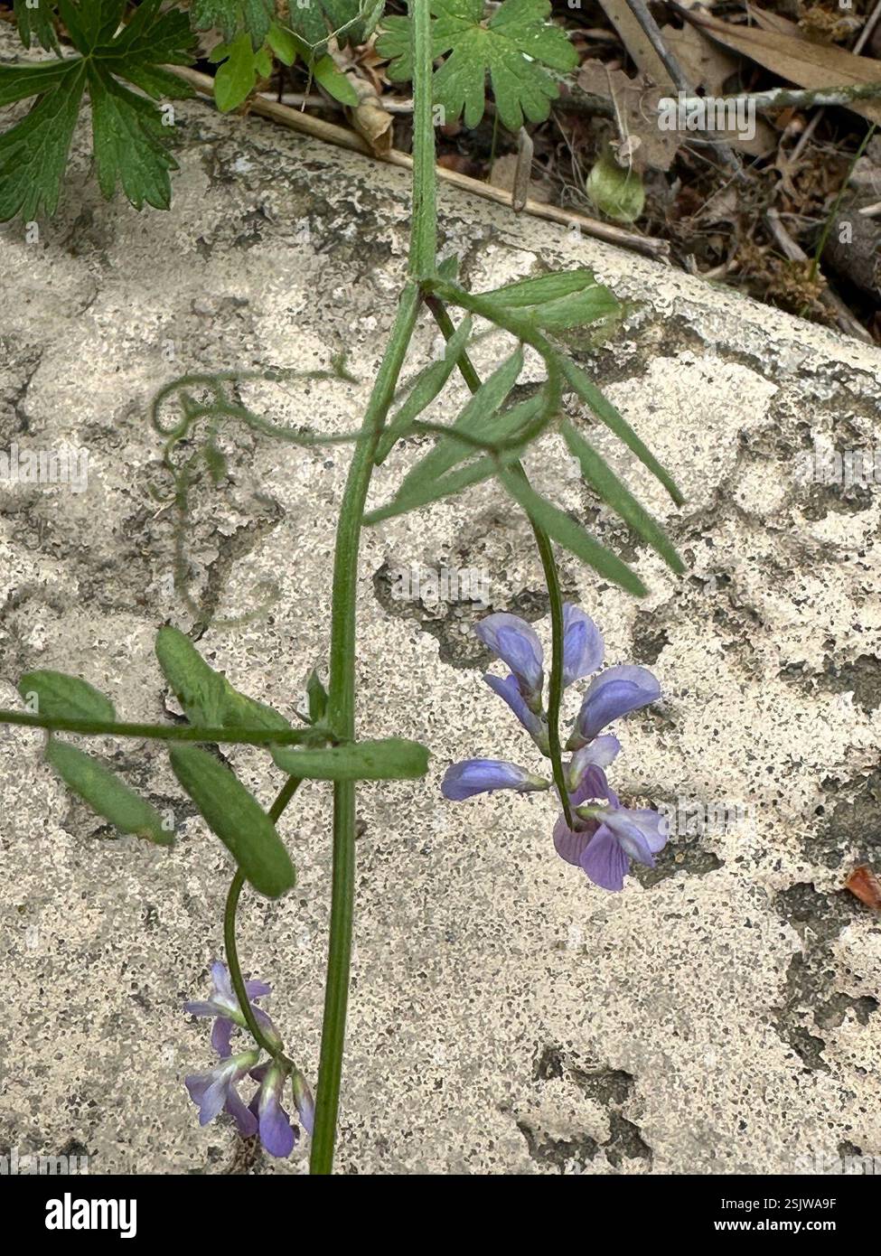 slender vetch (Vicia ludoviciana), Plantae, Wildwood Cir, Magnolia, TX ...