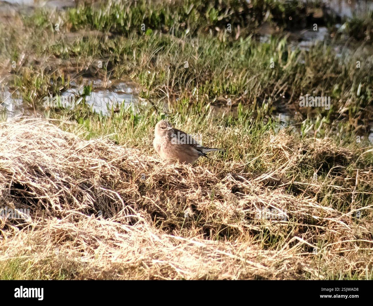 Eurasian Linnet (Linaria cannabina), Aves, Hoylake, Wirral, UK Stock ...