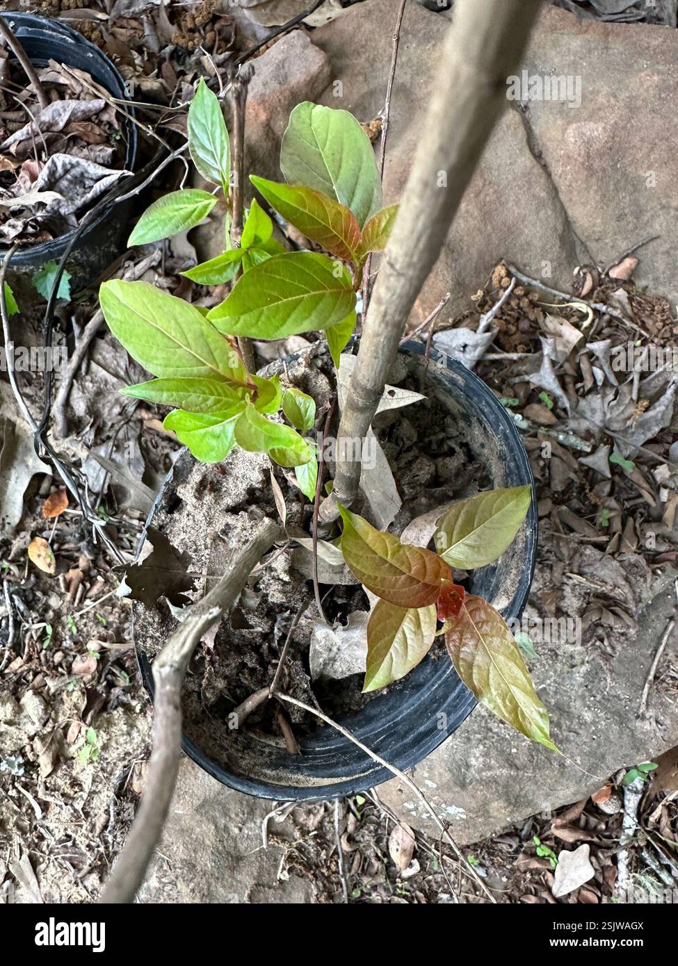 buttonbush (Cephalanthus occidentalis), Plantae, Wildwood Cir, Magnolia ...