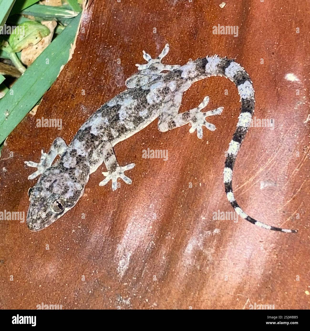 Tropical House Gecko (Hemidactylus mabouia), Reptilia, NW 96th Terr ...