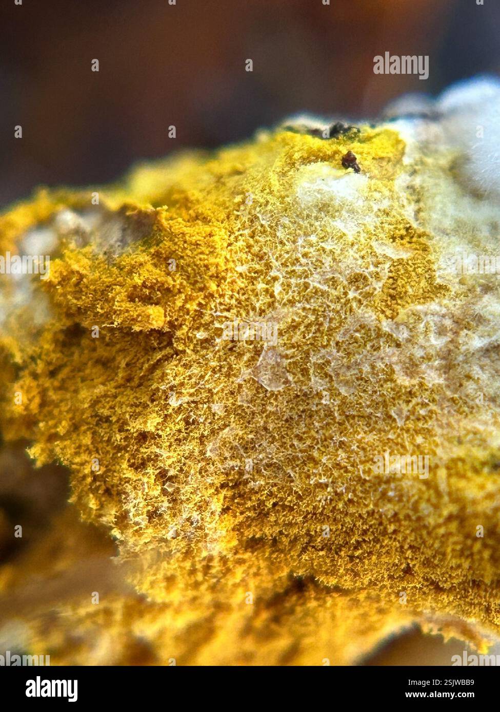 (Hypomyces microspermus), Fungi, Los Osos, CA, US Stock Photo - Alamy