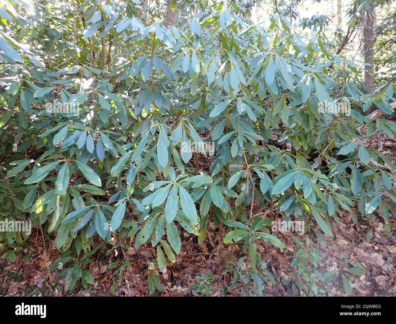 great rhododendron (Rhododendron maximum), Plantae, North Carolina, US ...