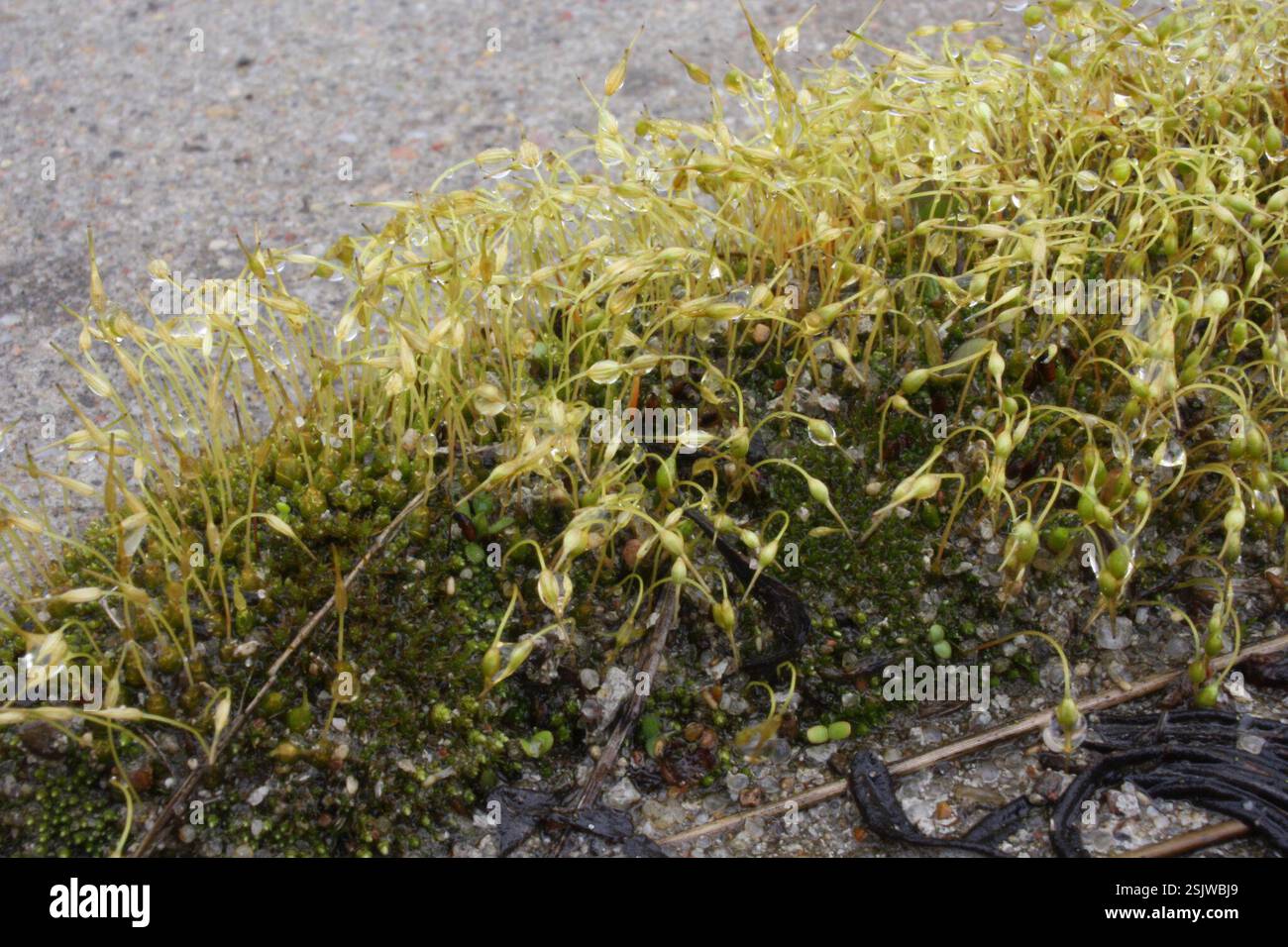 Bonfire moss (Funaria hygrometrica), Plantae, Osowa, Gdańsk, Polska, on ...